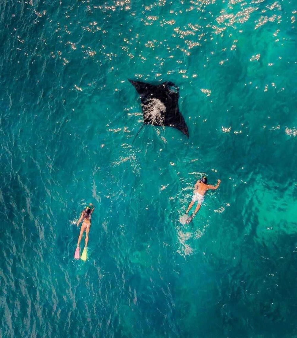 Apa Itu Manta Point Labuan Bajo? Menyelami Keindahan Alam Laut yang ...